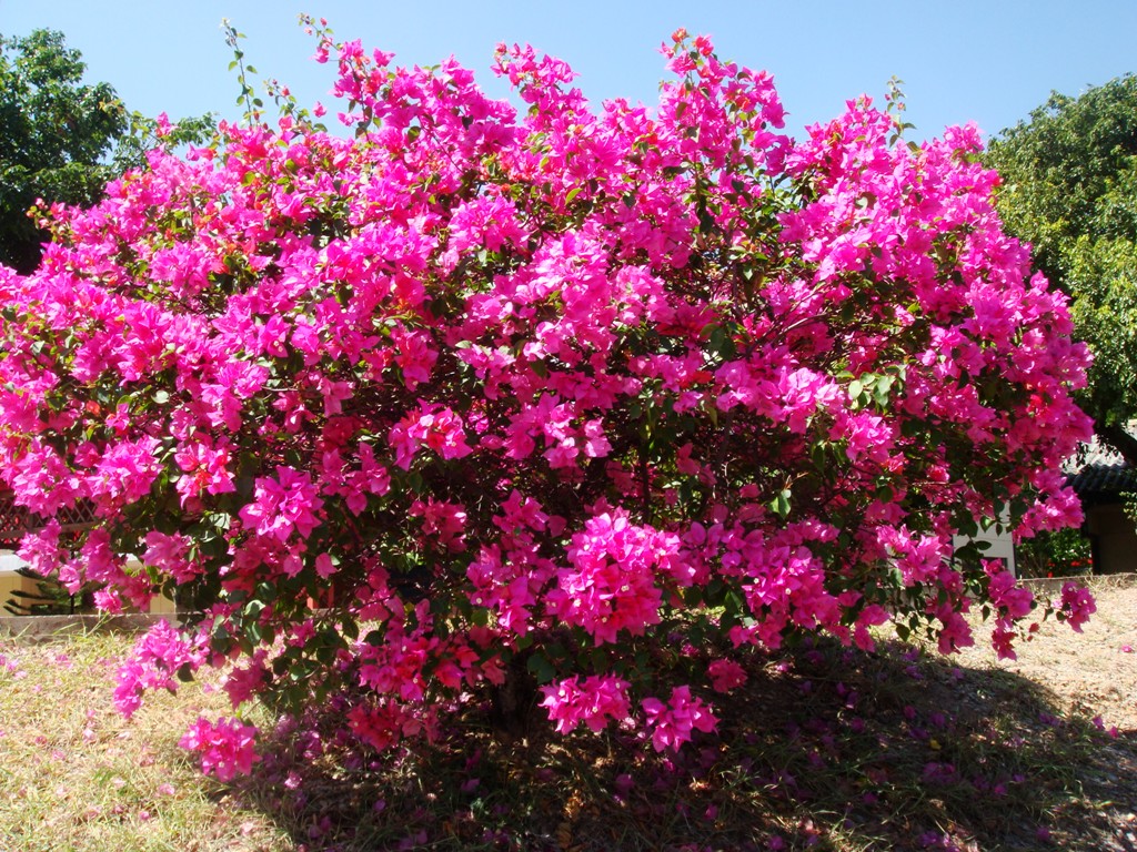 [ESP/ENG] Propiedades curativas de la hermosa flor trinitaria / Healing ...