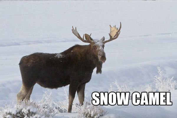 The Internet Tries Again To Name Animals (22 Pics). Part 2