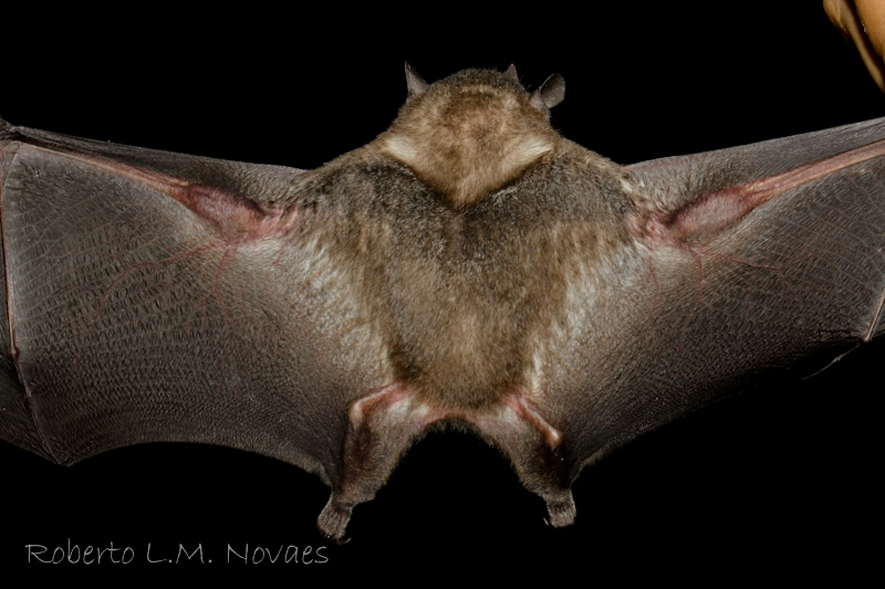 Morcegos do Brasil: Anoura geoffroyi