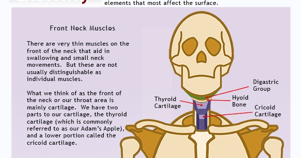Drawsh: The Front Neck