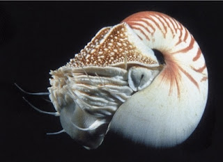 The Study: The Malacological Marvel of the Nacreous Nautilus