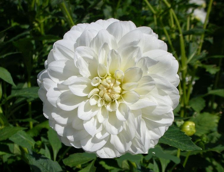 My Virtual Garden: National Dahlia Day
