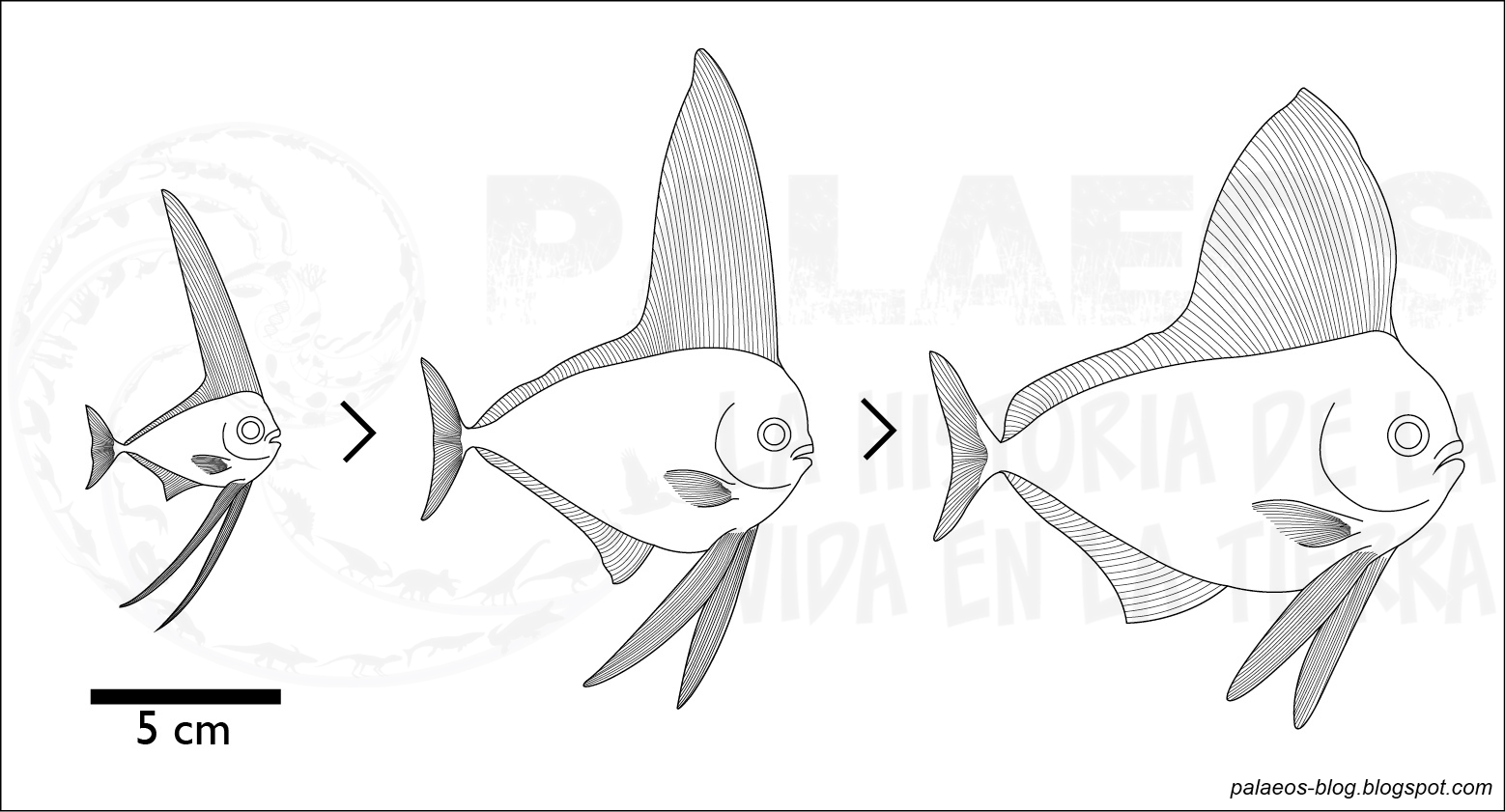 Palaeos, la historia de la Vida en la Tierra: PALEOFICHA: Exellia spp.