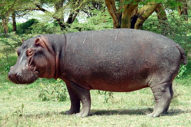Hippopotamus General Description - Animal Name with Photos