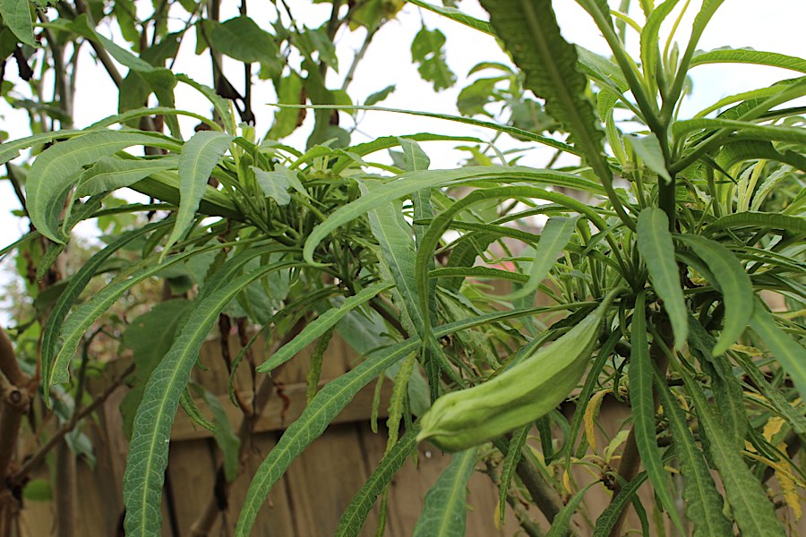 Growing Brugmansias in Victoria.: CULEBRA