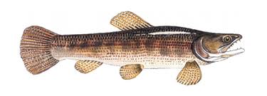 THE FISHING NEWS: GIANT TRAHIRA