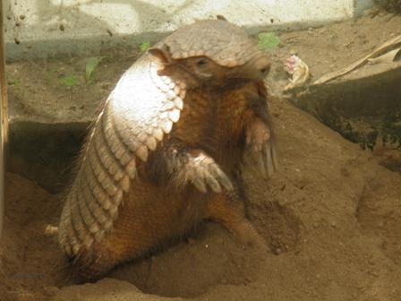 luaDmarfim: Darwin - Tatu