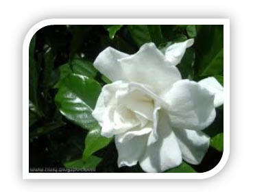 Bari Flora's: TANAMAN PERDU / KECIL