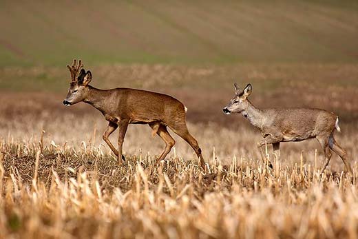 Cercetează: Caprioara si capriorul (Capreolus capreolus)