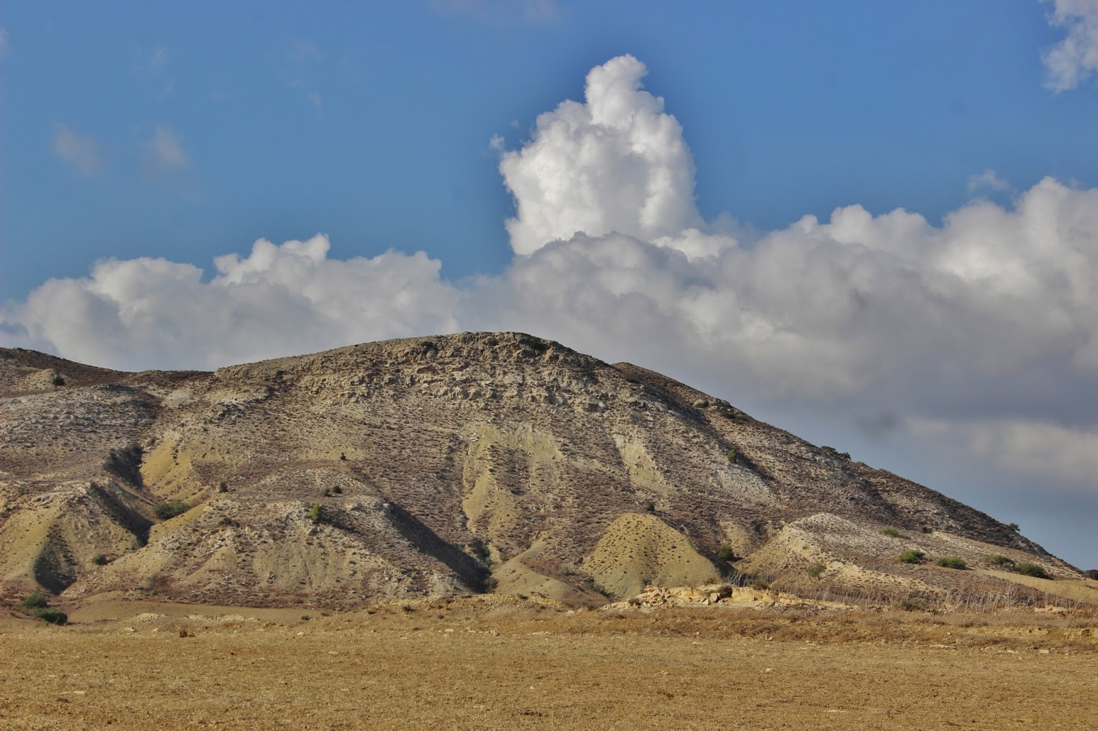 Biodiversity of Cyprus by NGO Protection of the Natural Heritage and ...