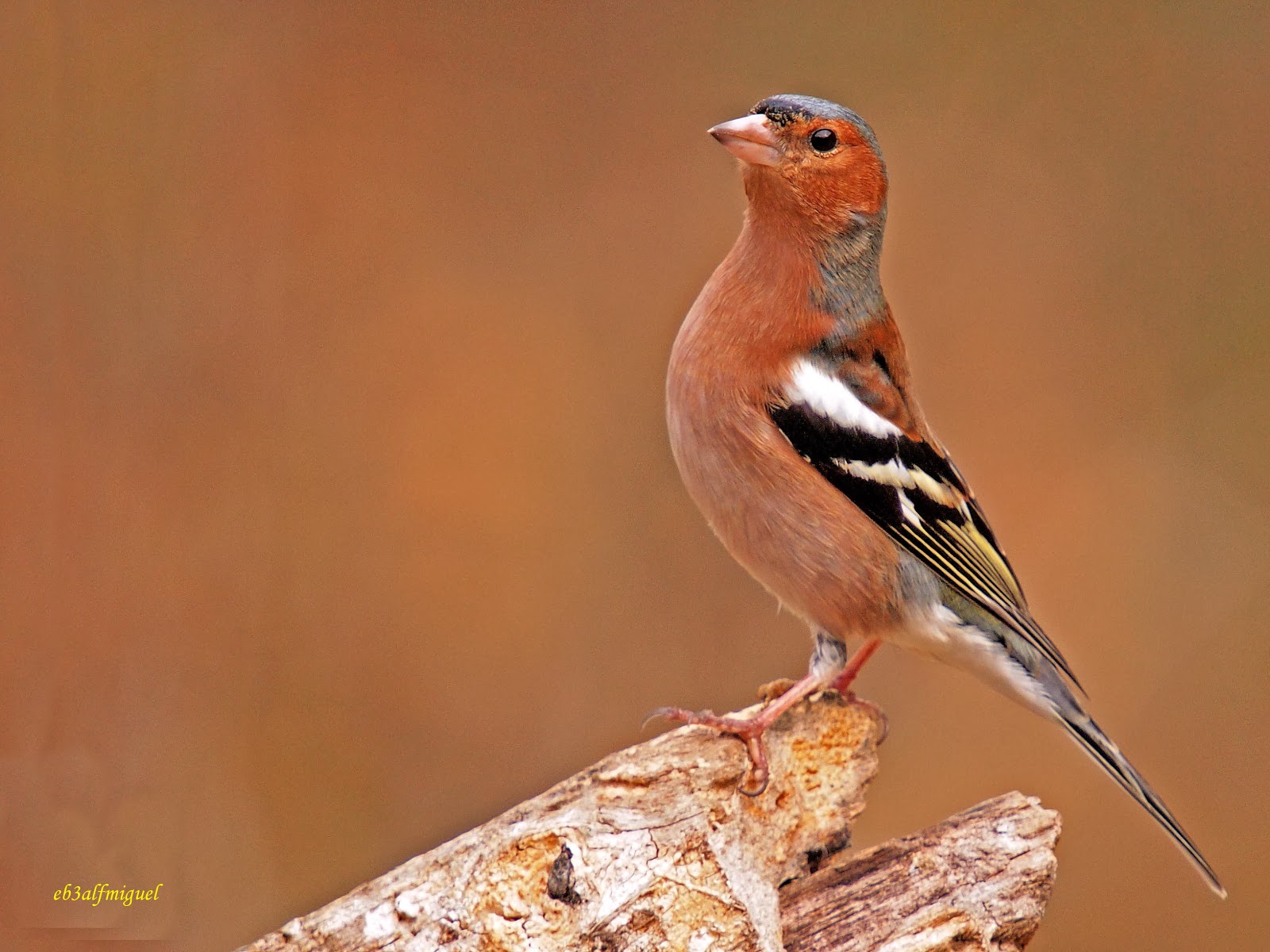 MIS AMIGAS LAS AVES: Pinzón vulgar (Fringilla coelebs)