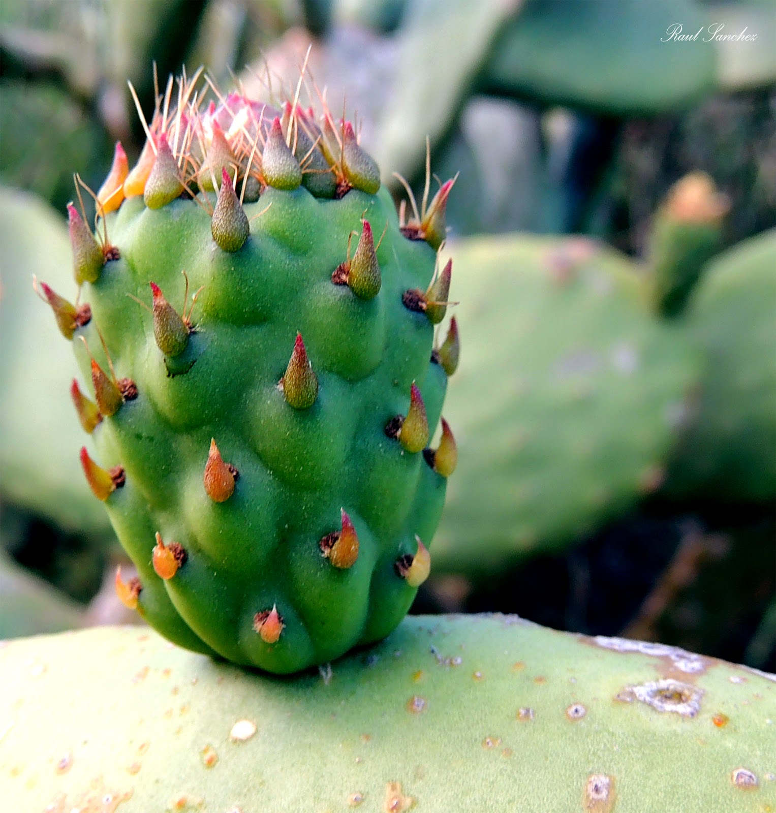 Flores y Plantas: Flor de las Chumberas (Opuntia subulata Fam: cactáceas)