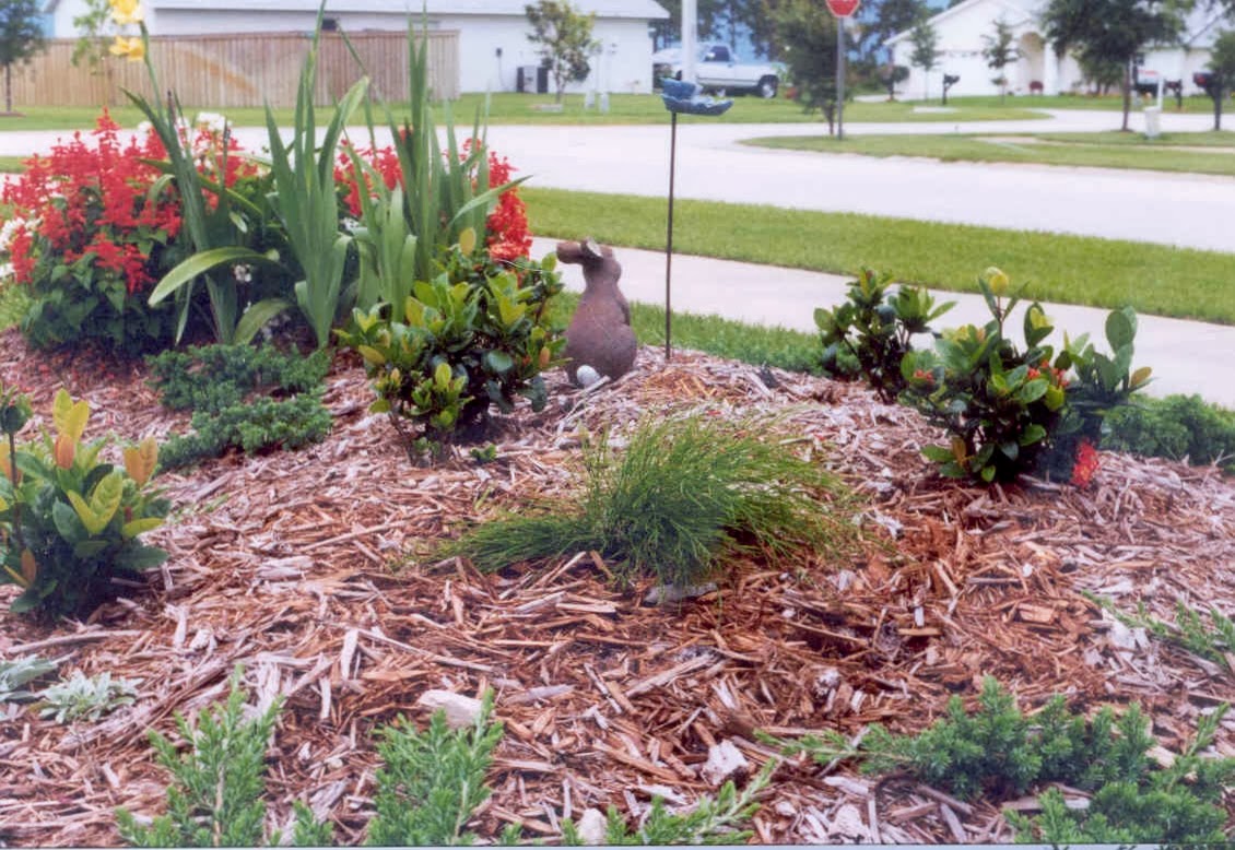 My Carolina Yard: Firecracker Plant - Russelia equisetofprmos