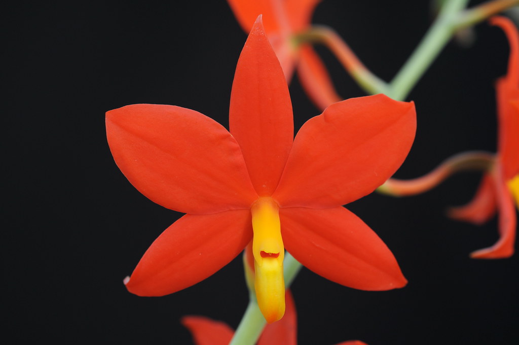 Prosthechea vitellina care and culture | Travaldo's blog