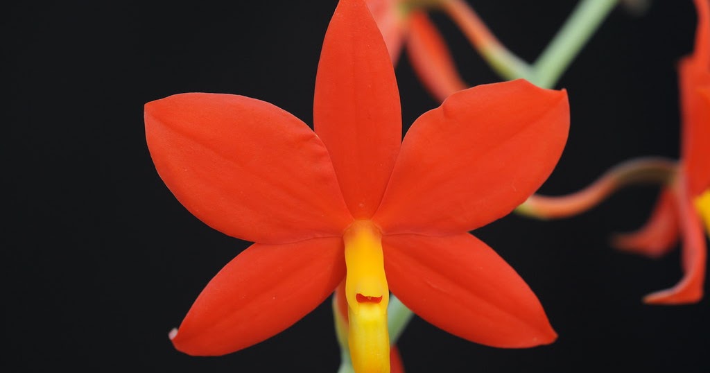 Prosthechea vitellina care and culture | Travaldo's blog