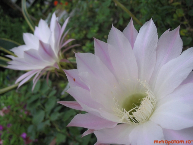 Floare de Cactus