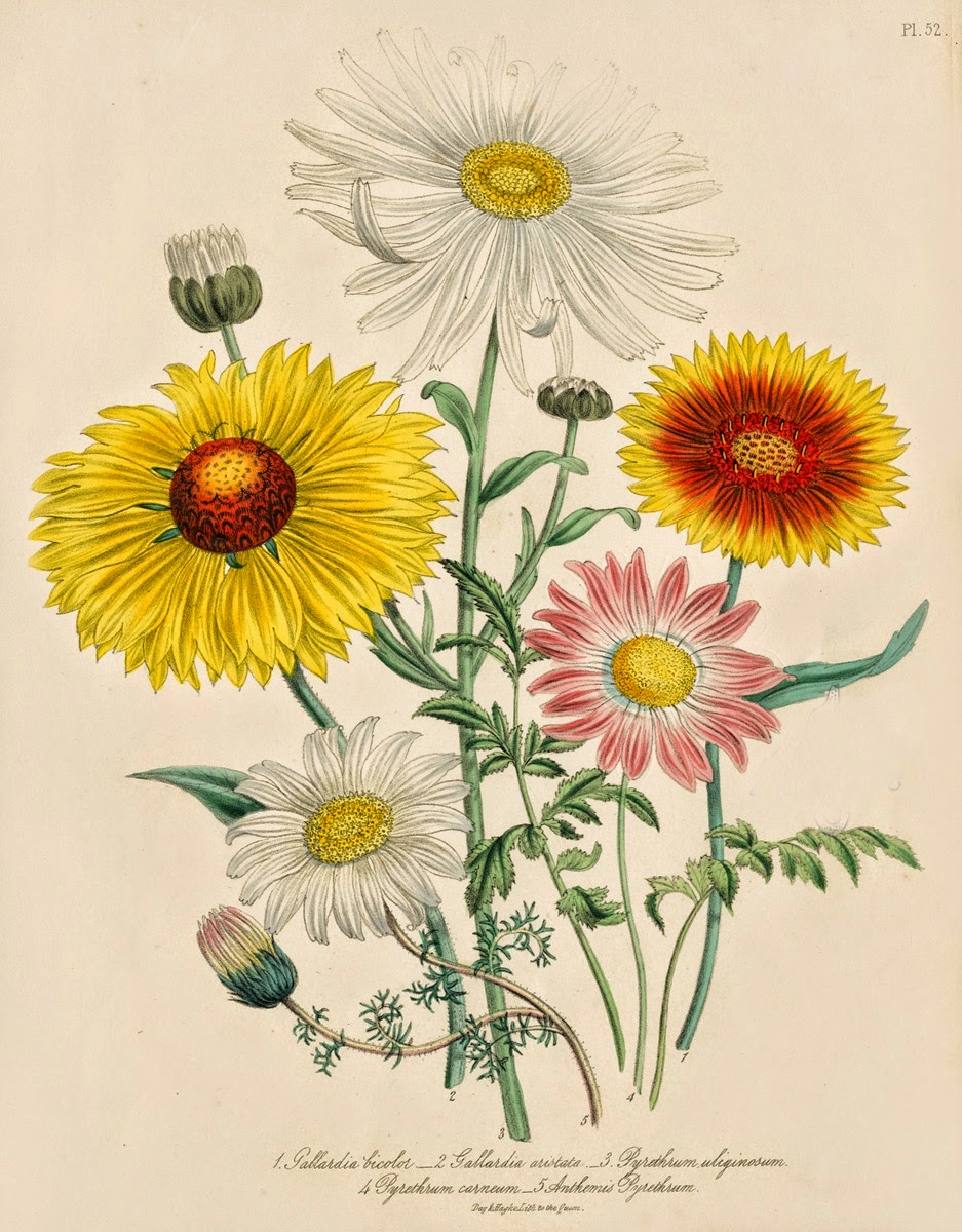 Jane Wells Loudon | The Victorian garden | Tutt'Art@ | Pittura ...