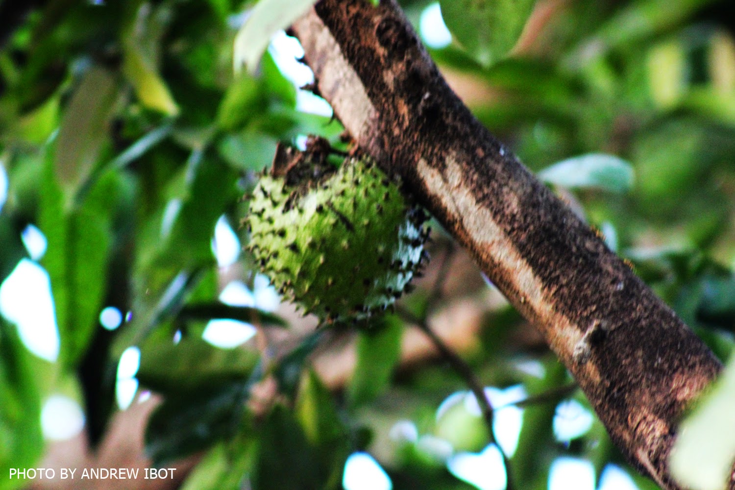 Ako si ANDREW IBOT!: Guyabano (Sour Sop)
