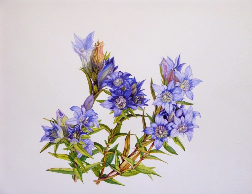 Maza Studio: Blue Gentian: the Finished Painting