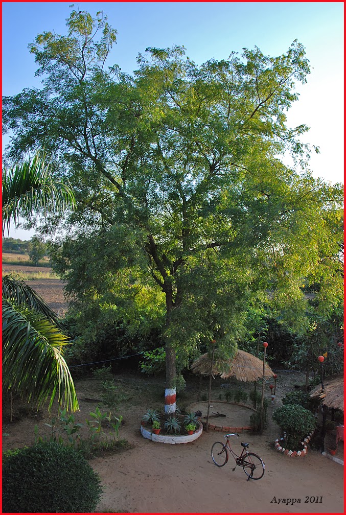 Alberi e dintorni: Il Neem, Albero della Buona Medicina