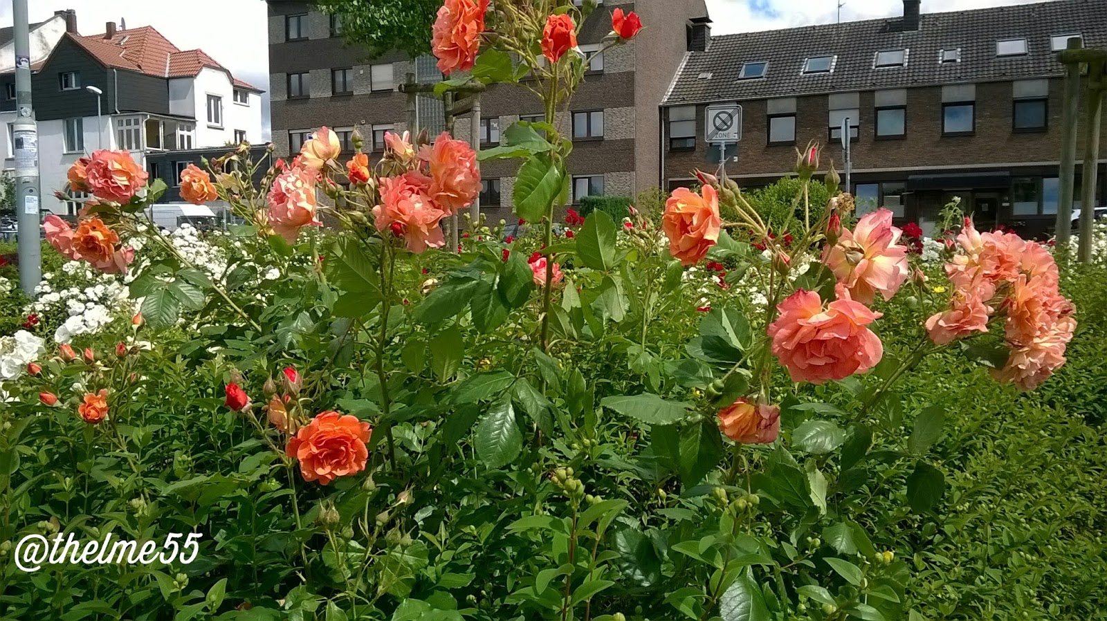 All About Germany : Fragrant Roses I Passes By
