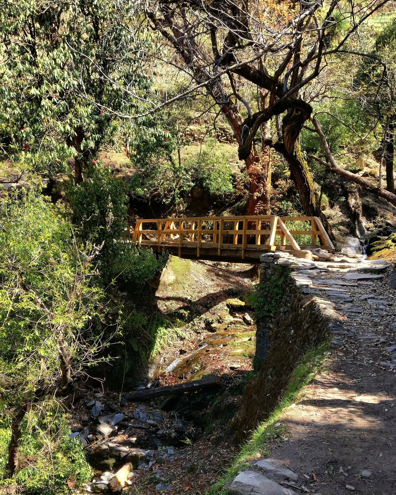 Pindari Glacier : A trek to the origin of river Pindar
