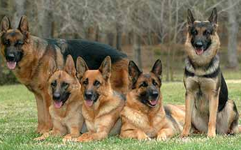 10 Jenis Anjing Peliharaan yang Paling Berbahaya di Dunia ~ Asyik Seru