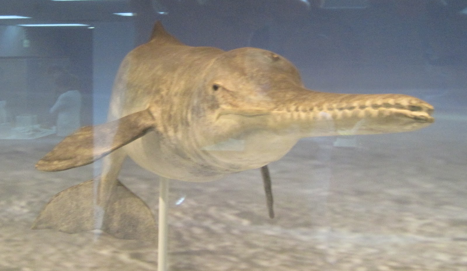 El Pensieve de Dinorider: Squalodon en Perú .... Y NO, NO ES UN BUFEO!!