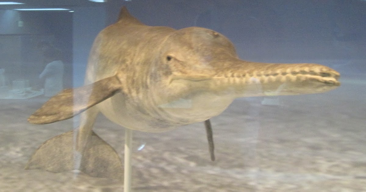 El Pensieve de Dinorider: Squalodon en Perú .... Y NO, NO ES UN BUFEO!!