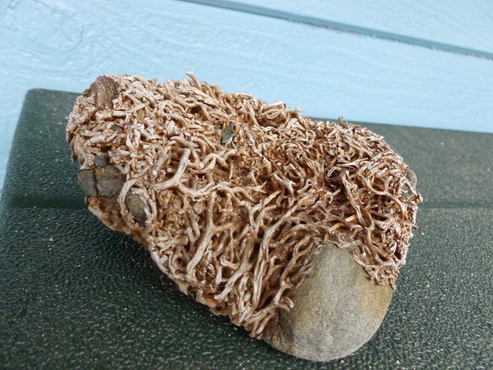 Intuitive fred888: Sea Kelp Root