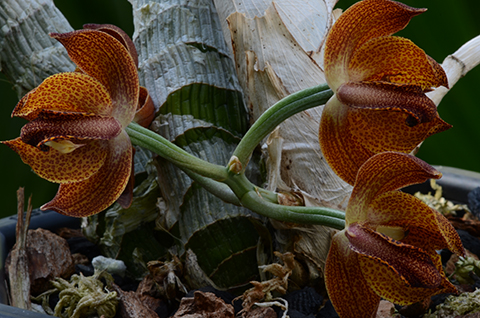 The Orchid Column: How to Grow Mormodes