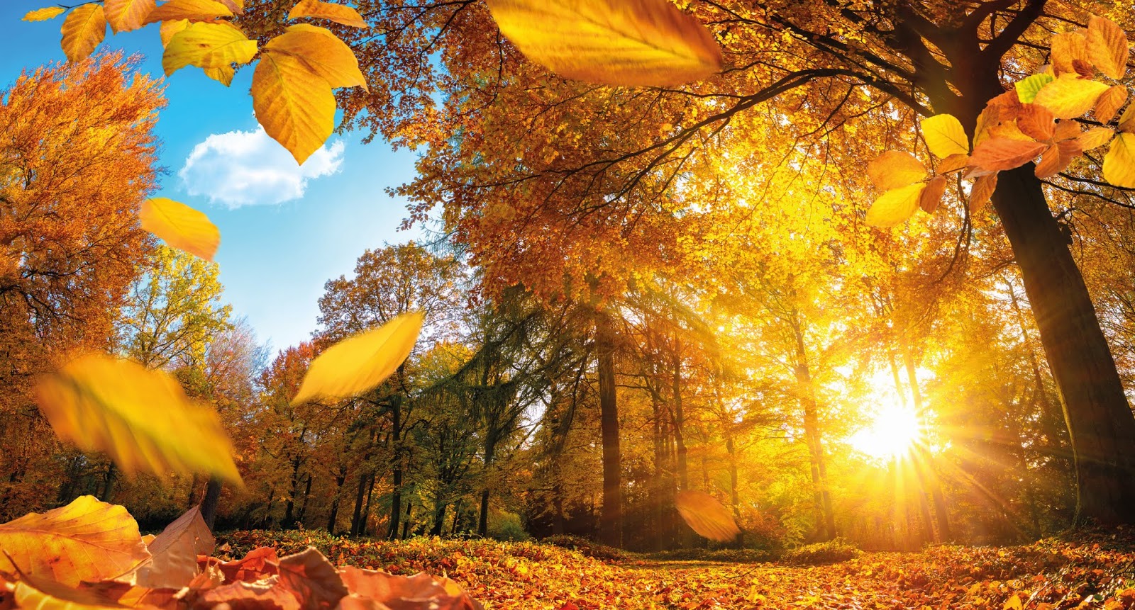 Motivos Para Amar O Outono - Blog Pink Stuff