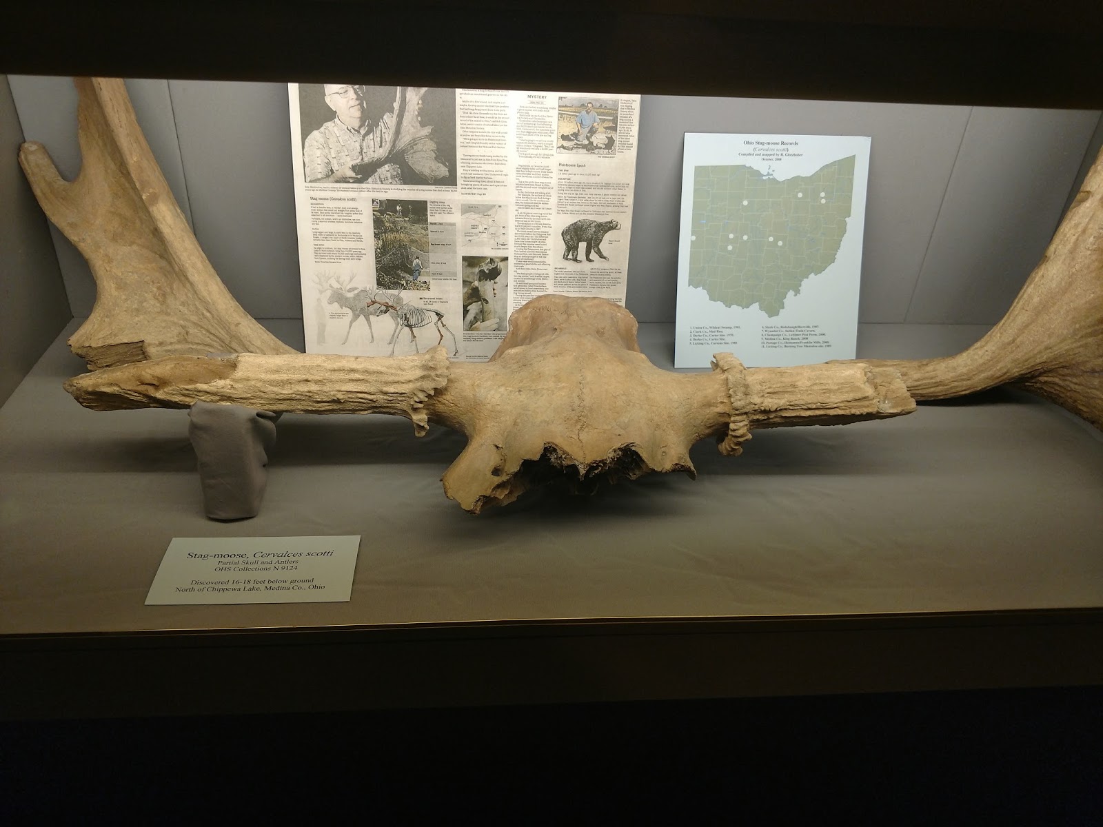 Travels of a Hobgoblin Taphophile: Stag-Moose Exhibit - Ohio History Center