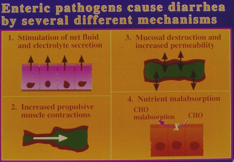 ILMU PANGAN: Mekanisme Diare dan Muntah
