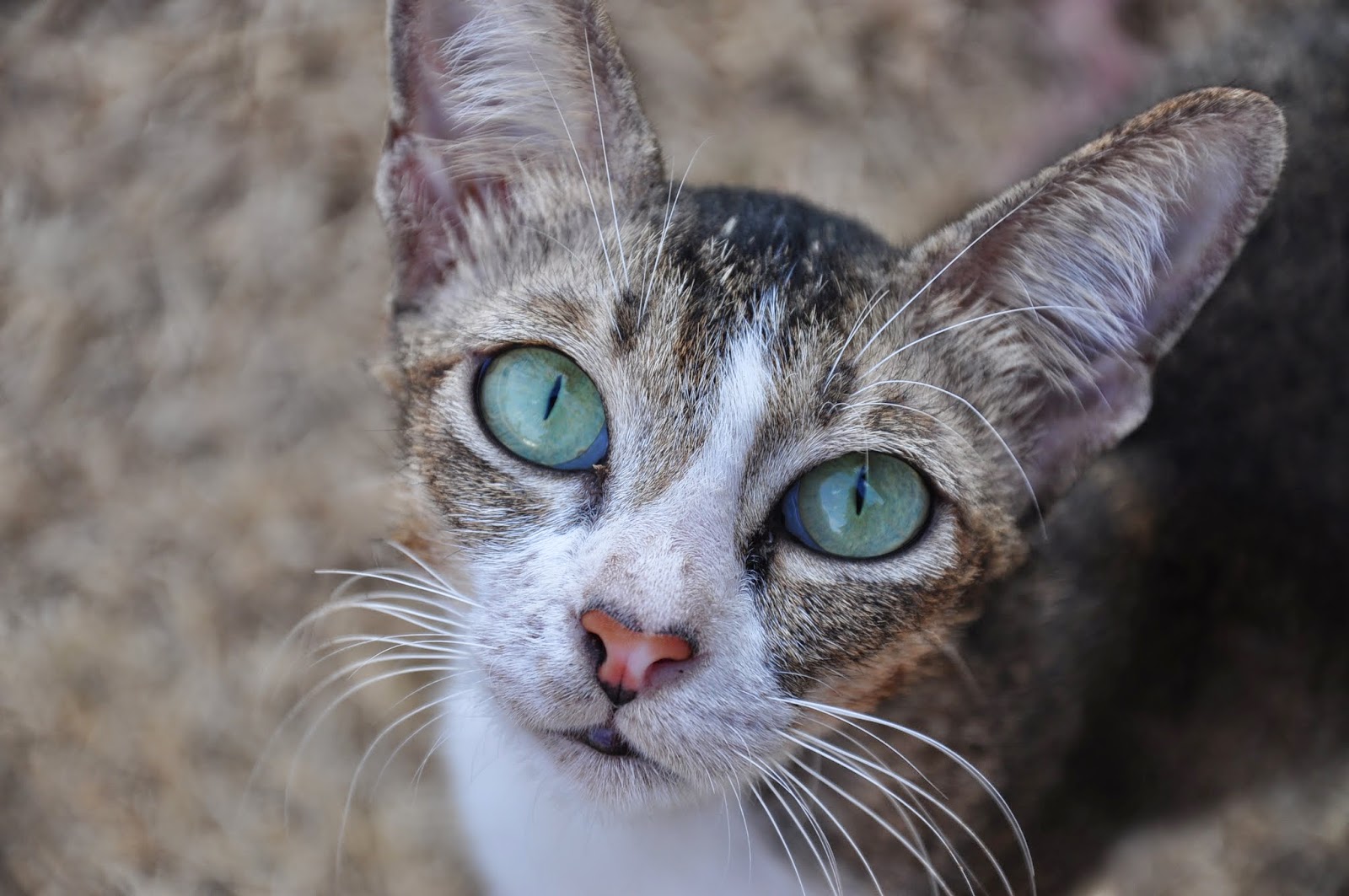 KACZYPACZY: na malezyjskie koty / is there a difference between ...