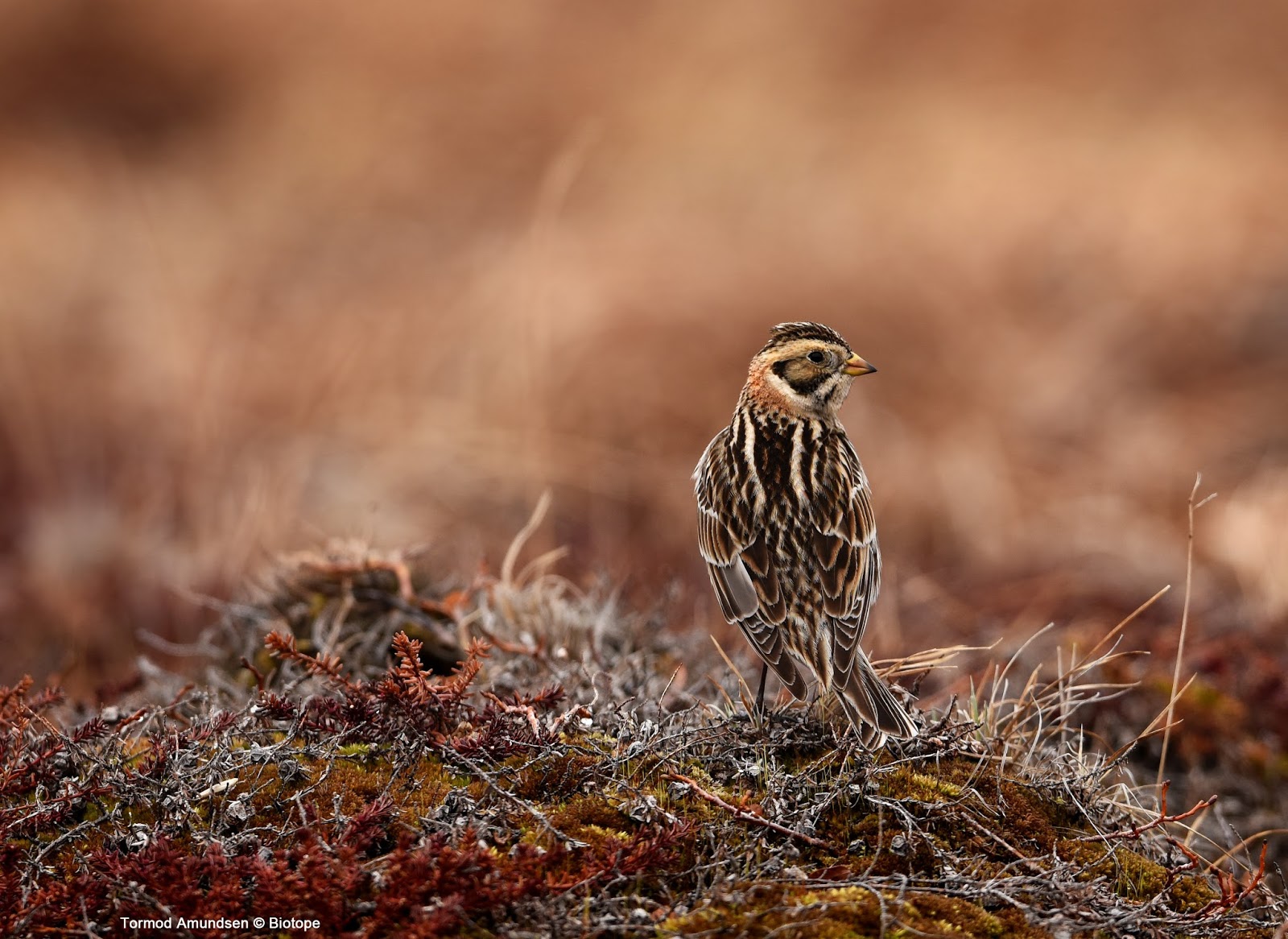 biotope: Birding Nome, Alaska - spring in the US Arctic