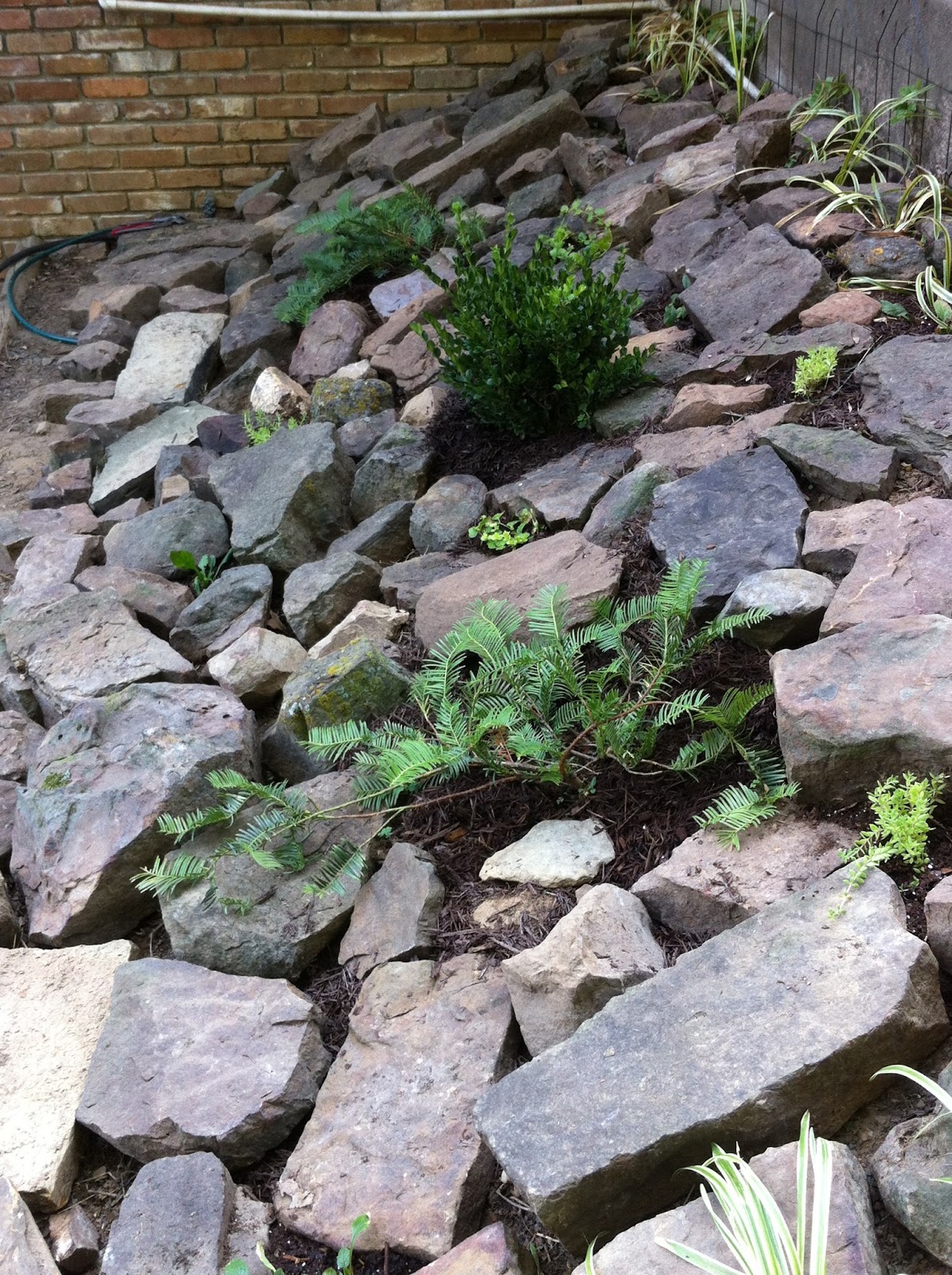 The Gayla Pink Apple : Slope Ivy's New Do!