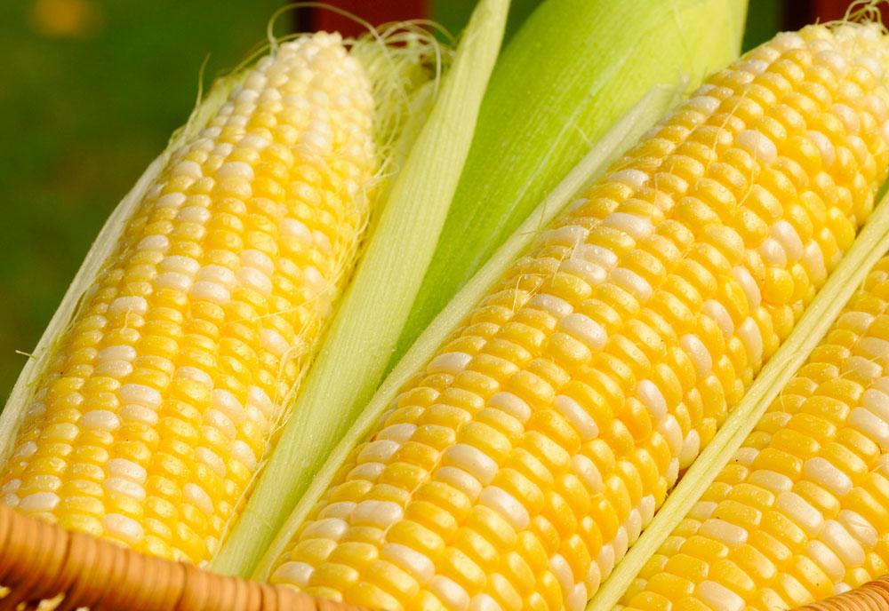 Manfaat Jagung Yang Luar Biasa ~ Laman Biasa