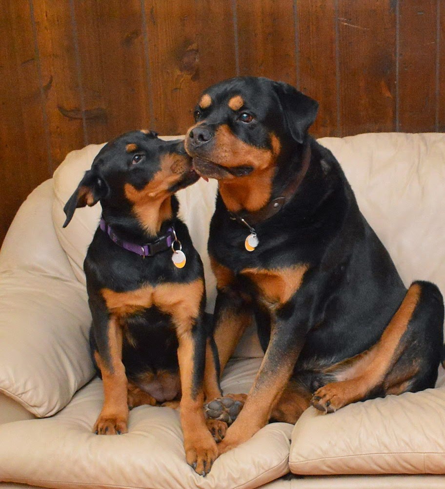 Living with Rottweilers: The Kiss seen round the world.