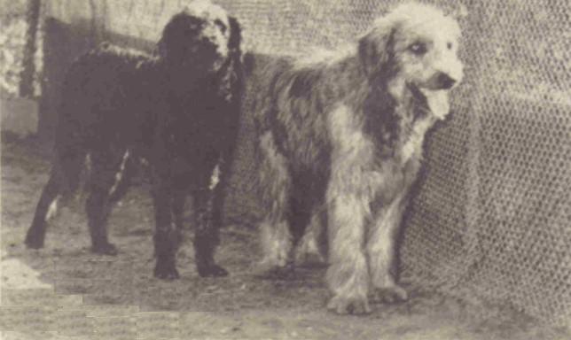 Molosos y Perros de Presa: El Dr. Zimen y los PUWOS