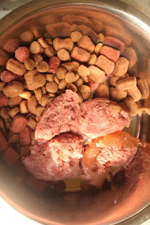 The Dozen Dog Diaries: Treating Leishmaniasis (Part One): Vet’s ...