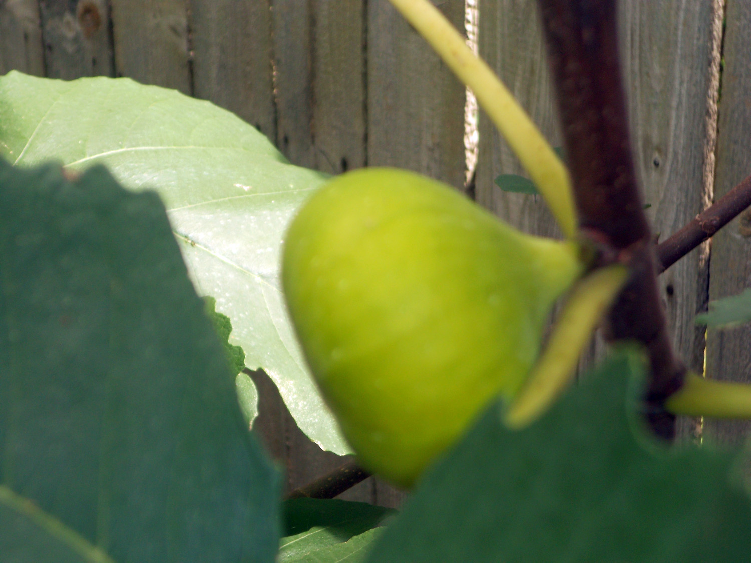Chrystel's Potager: A Bountiful Fig Crop