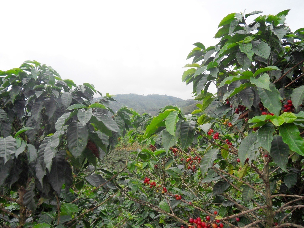 Noticias, Arte, Cultura y Turismo: Fotos paisajes de cafetales Colombia