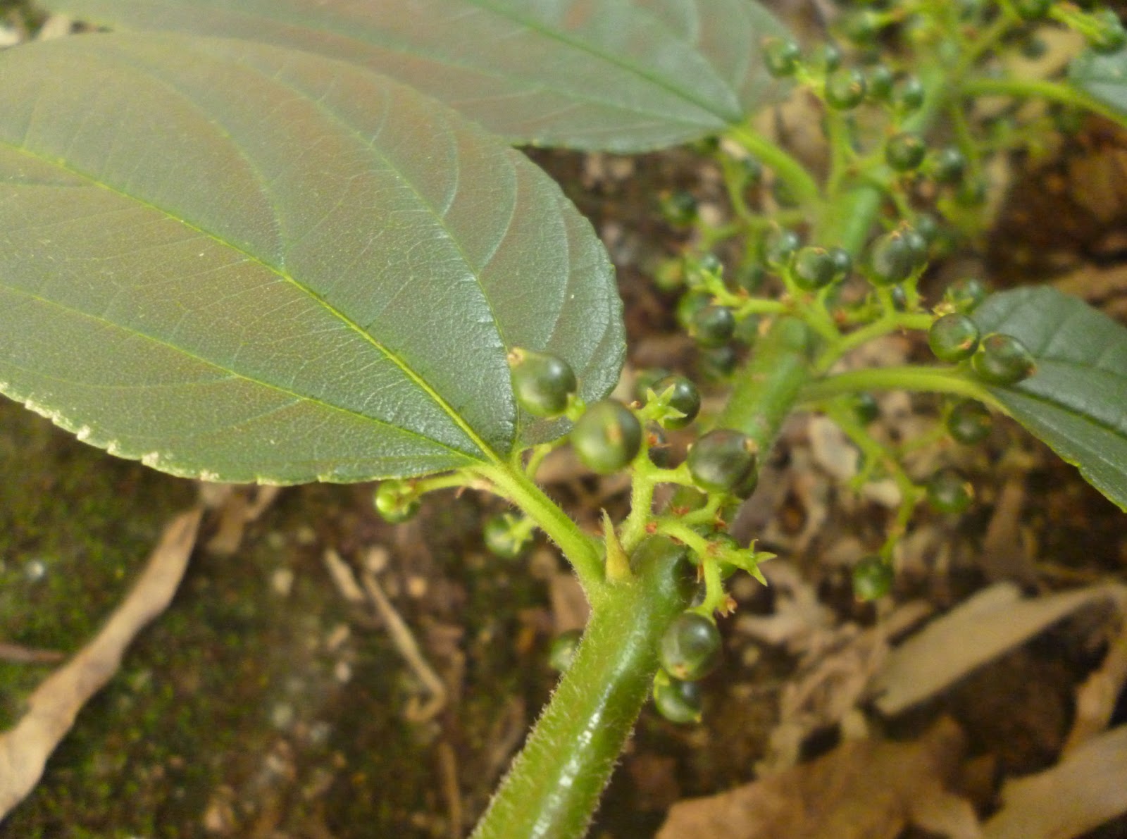 Árvores e Fungos: [Árvore] Trema micrantha - Ulmaceae