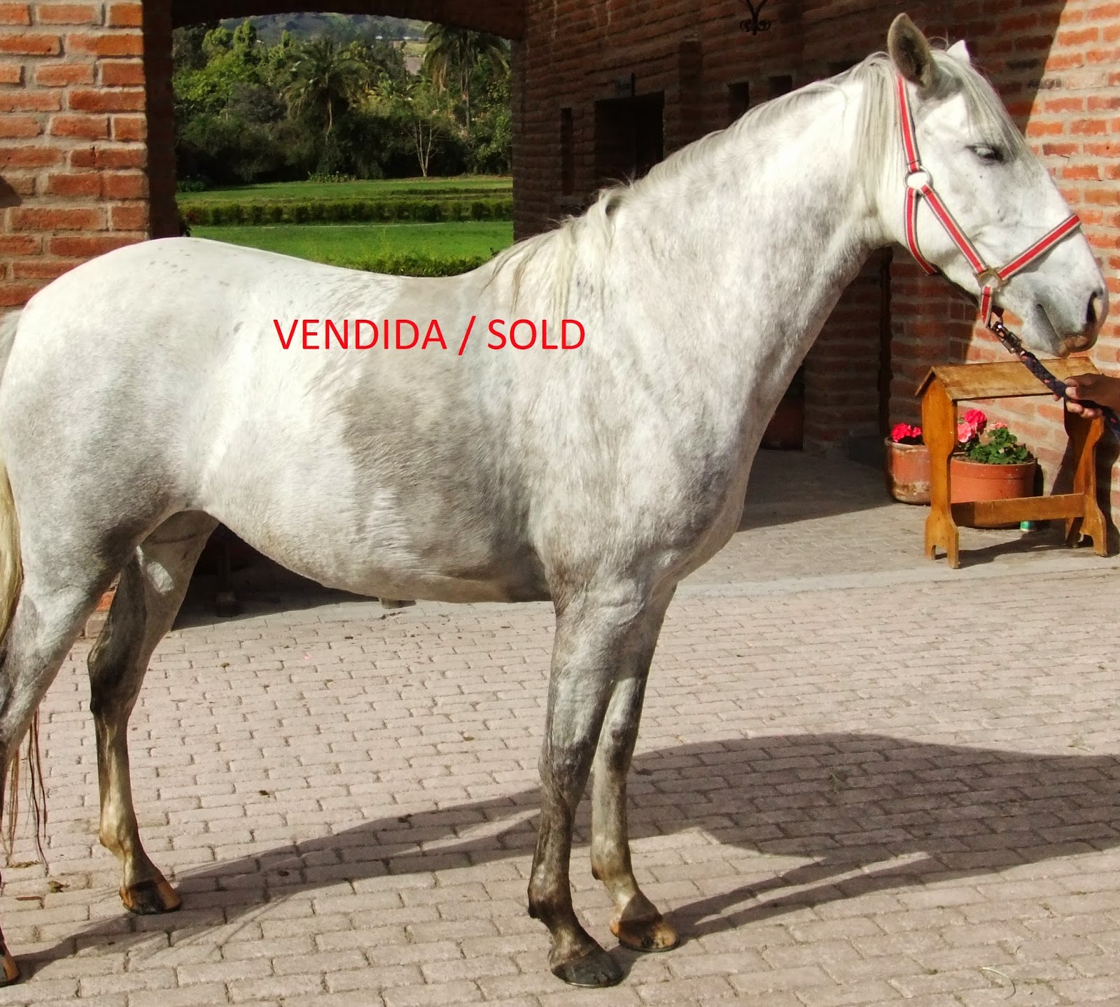 Jinete y profesor de Equitación.: octubre 2014