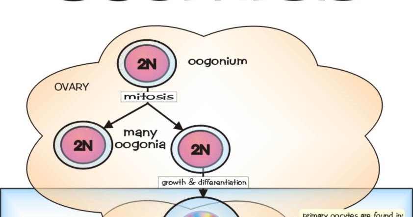 OOGENESIS ~ Human's Development