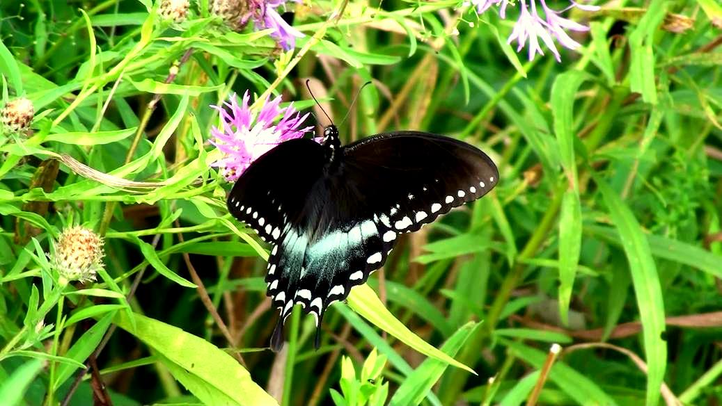 Tales From The Wilds: Giant Swallowtails Return to Breed and a ...