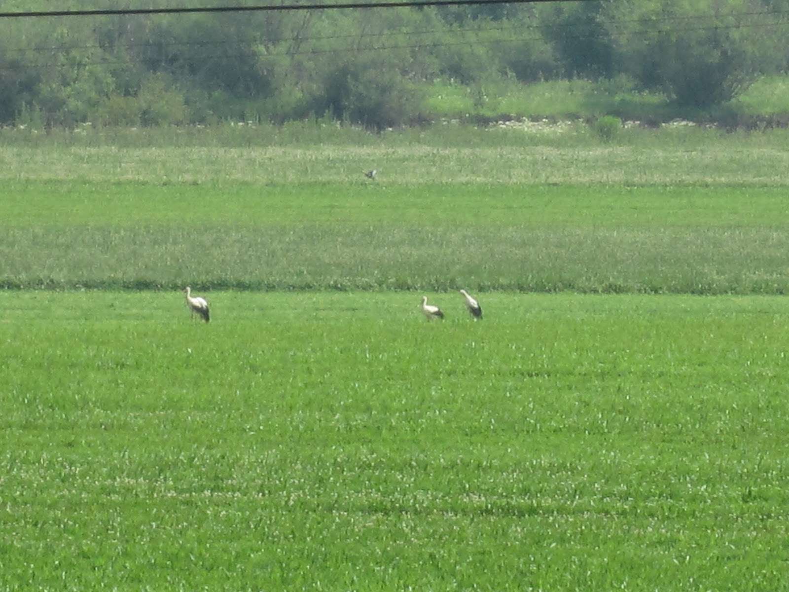 La Vie en Rose: All About Storks!