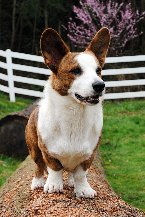 Cardigan Welsh Corgi Puppy Pics | Cute Puppy Images Pictures