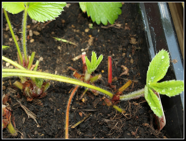 Mark's Veg Plot: Propagating Strawberries